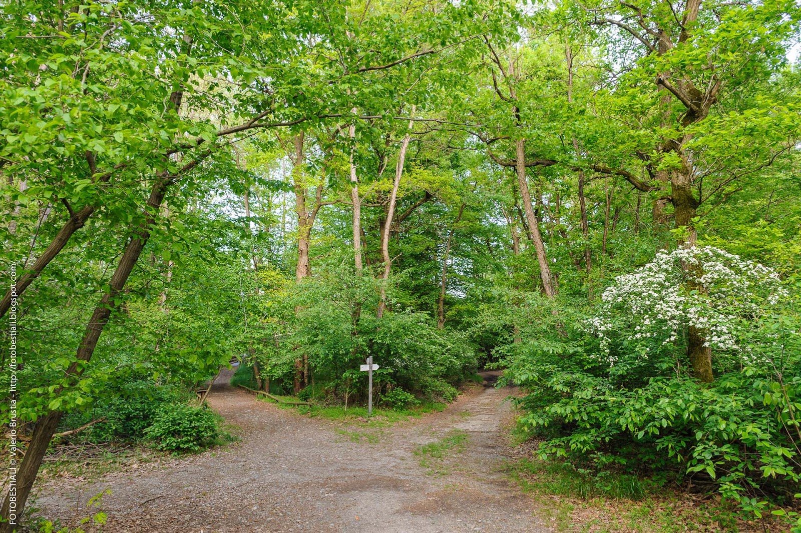 Fotobestiali: La Fagiana, il bosco di pianura del Parco del Ticino