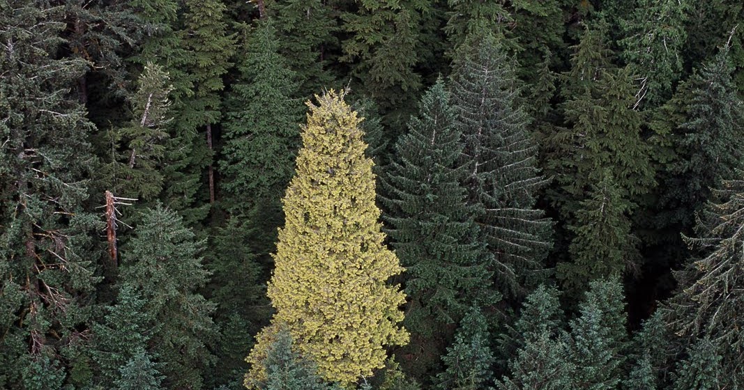 Bondi Resort BLOG: Degrees of Separation and a Golden Spruce