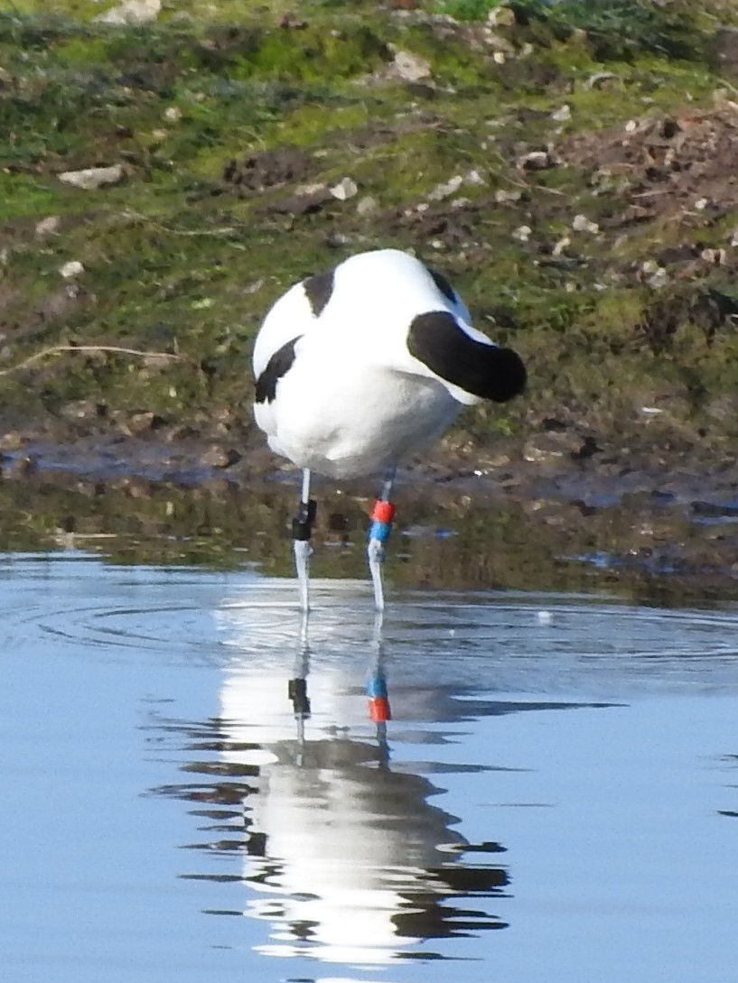 Welcome to North Lancs Ringing Group: Colour ringed Avocets