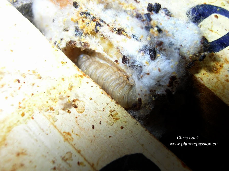 French wildlife and beekeeping: Wax moth and Honeybees in France