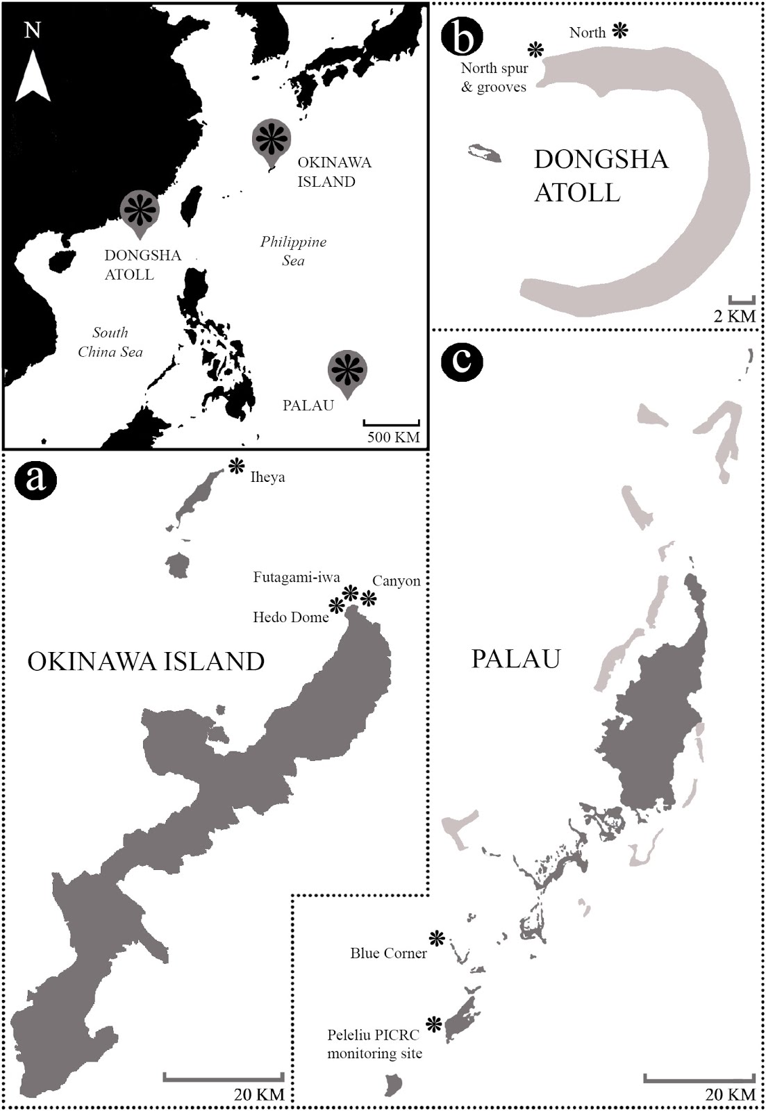 Species New to Science: [Cnidaria • 2018] Hana hanagasa & H. hanataba ...