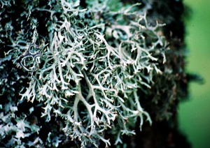 The Scentuary: Cedar moss