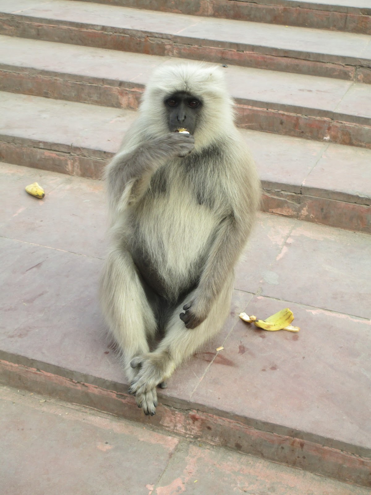 PaxRyan's Blog: Monkeys in India (Pics)