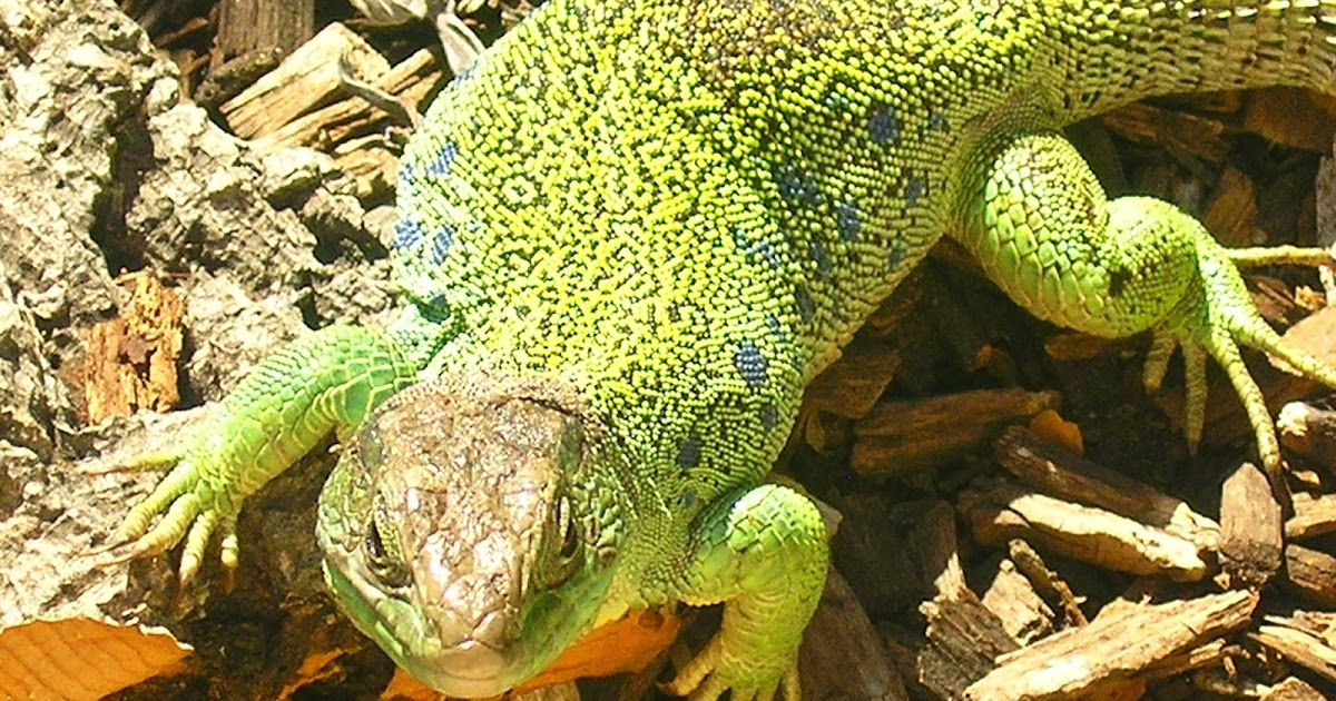 A picture a day: Lizard at San Diego Zoo