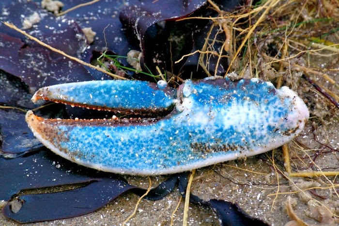 Kresten Hansen: Blå hummer