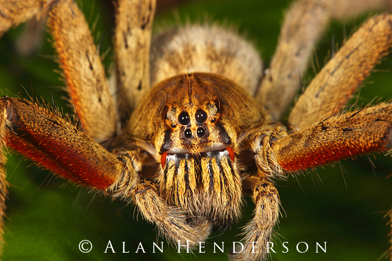 Minibeast Wildlife - Rainforest Encounters: Costa Rica Day 11 ...
