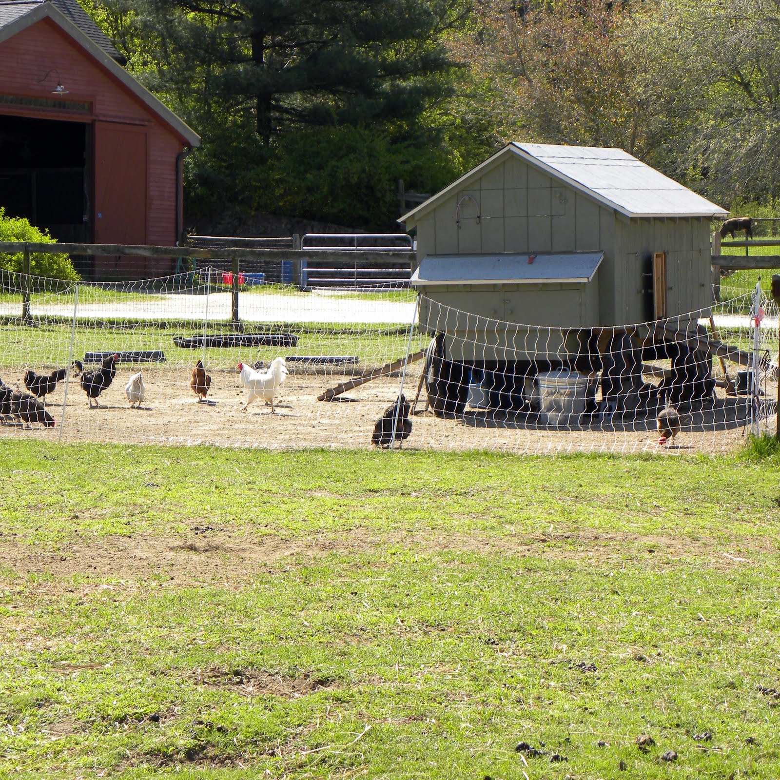 Cook's Cache: An Egg For Breakfast