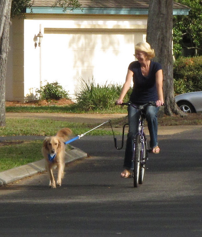 All Things Dog Blog
