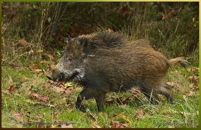 WILDLIFE GATEWAY: Le sanglier 02