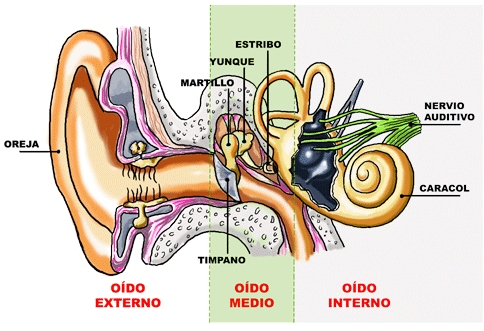 Tss... Tss... Escucha!! : Sonido y proceso auditivo