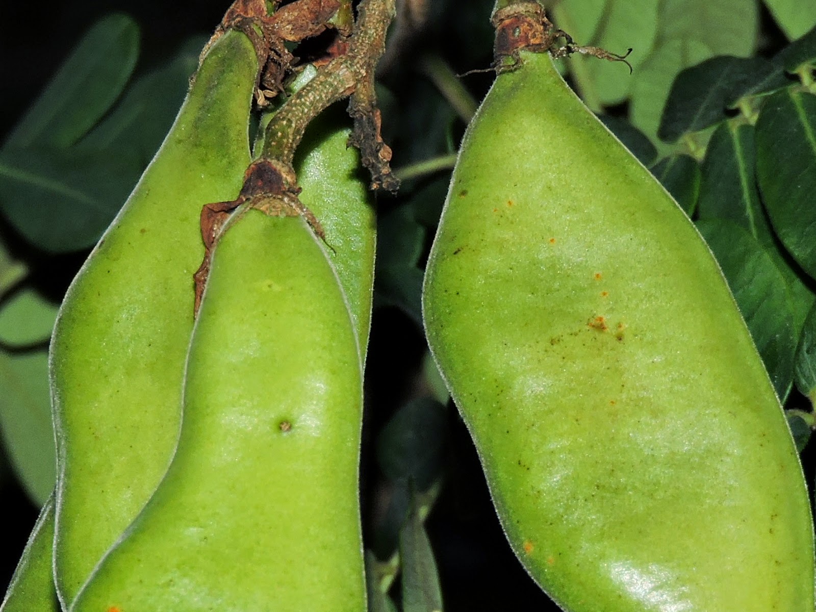 Fabaceae - Leguminosae no Brasil: Fabaceae - Libidibia ferrea (Mart.) L ...