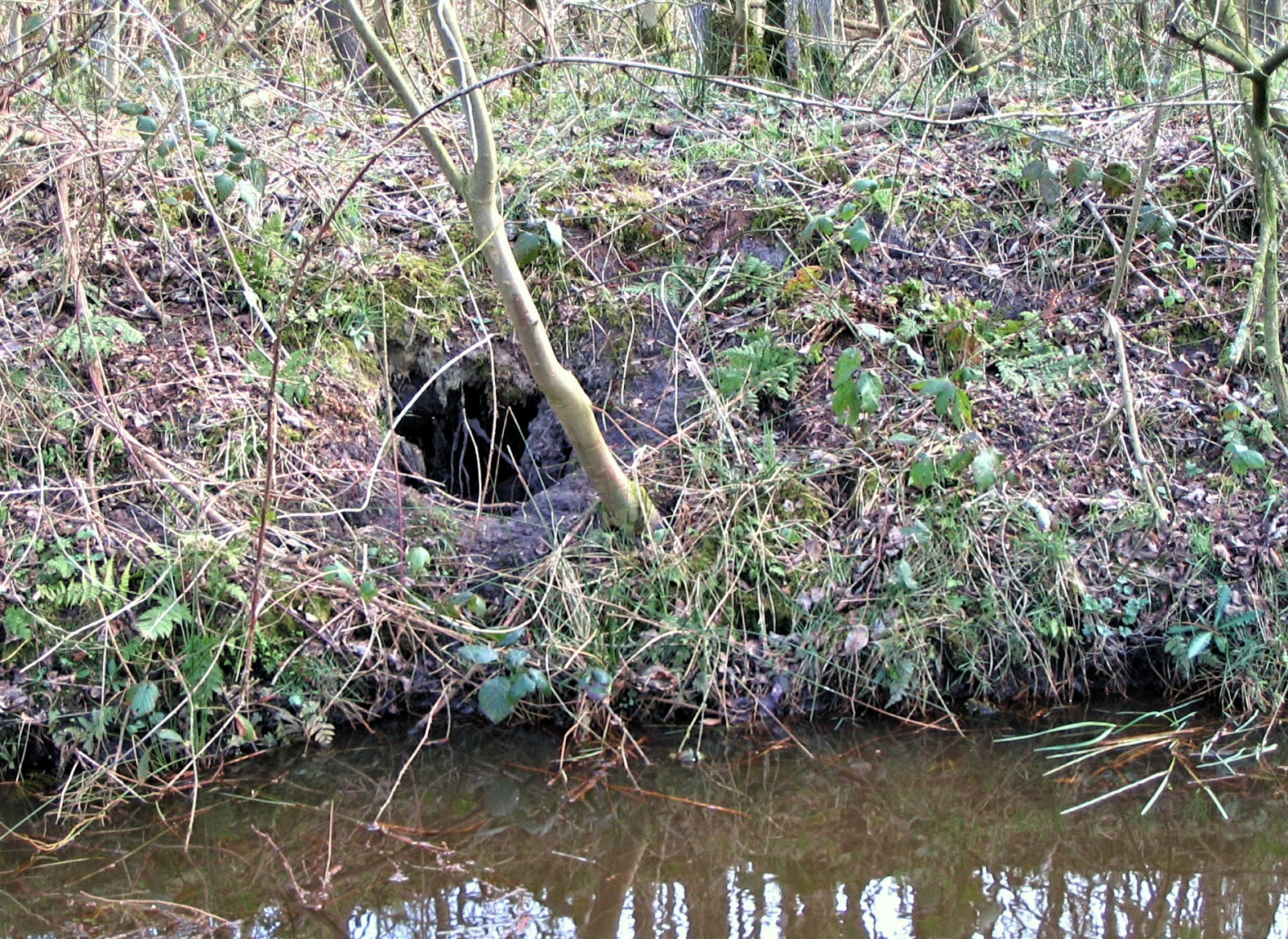 Weert en natuur: Sporen in de Roeventerpeel.