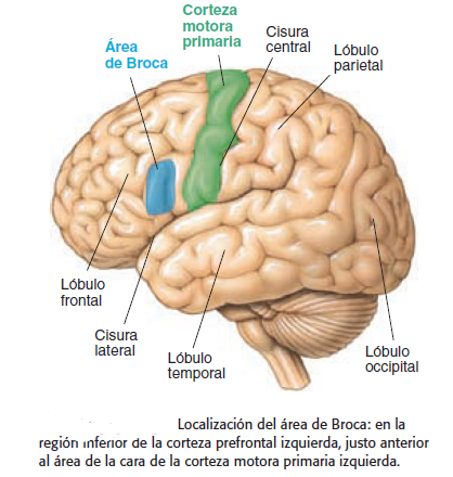 Lateralización, lenguaje y cerebro escindido