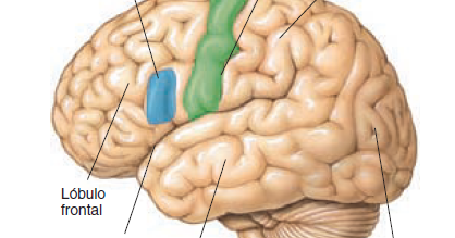 Lateralización, lenguaje y cerebro escindido