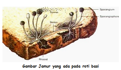 Klasifikasi jamur: Divisi Zygomycota - BELAJAR BIOLOGI