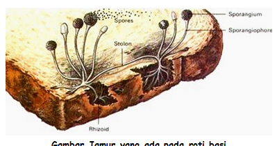 Klasifikasi jamur: Divisi Zygomycota - BELAJAR BIOLOGI