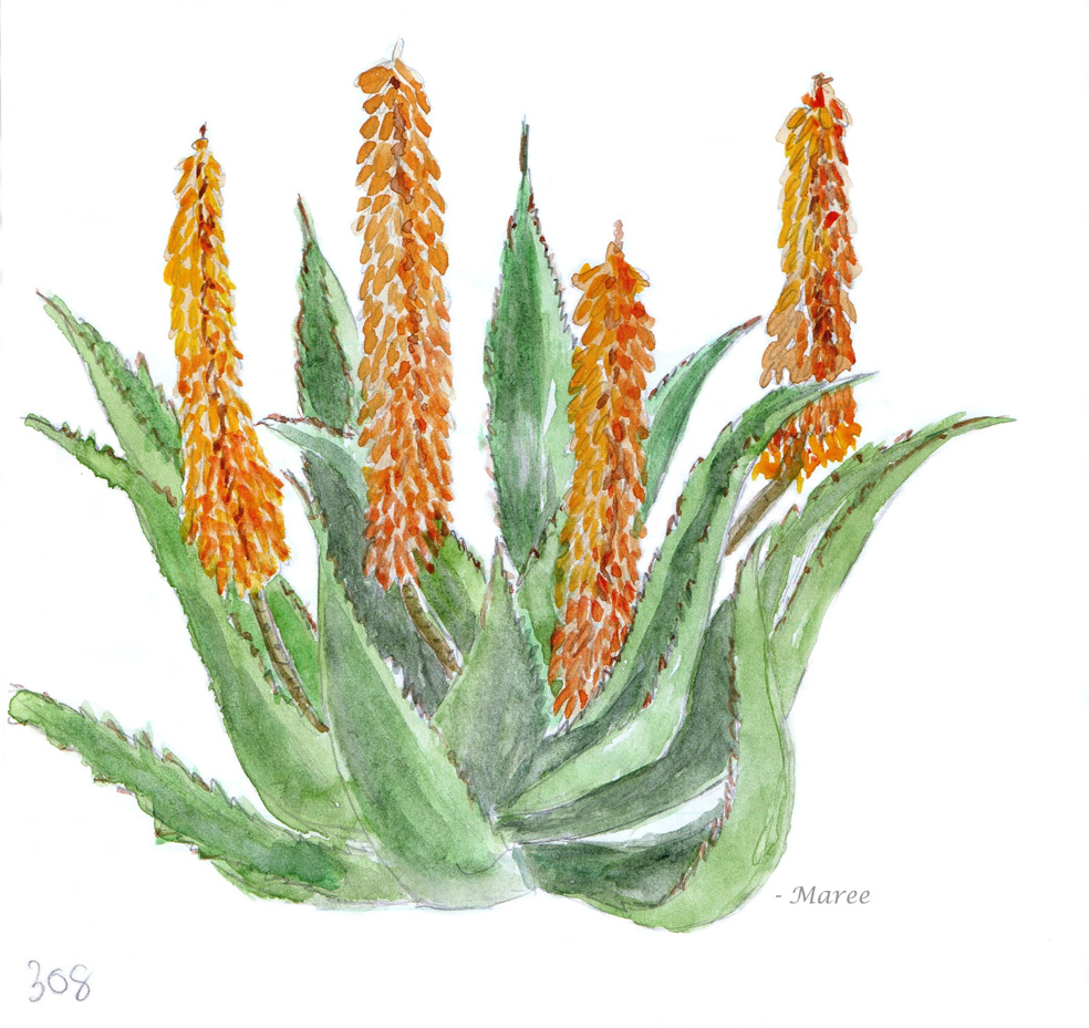 Net nog 'n paar gedagtes: Lente en Aalwyne