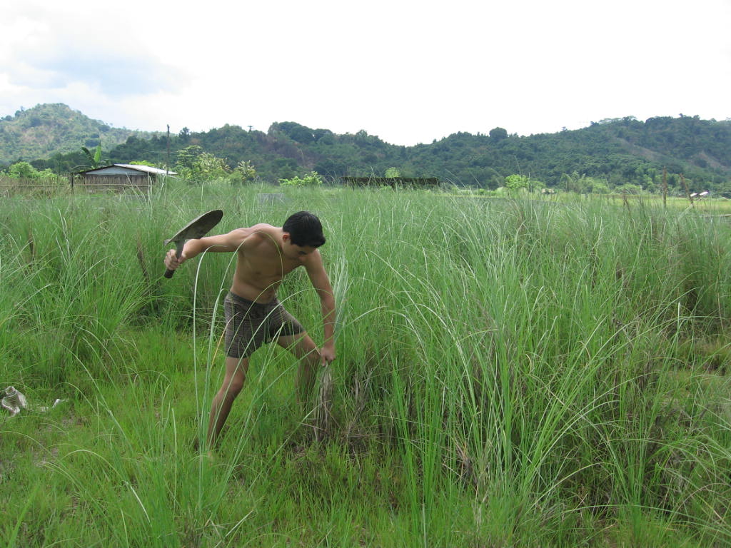 Talahib ~ The Coconuter