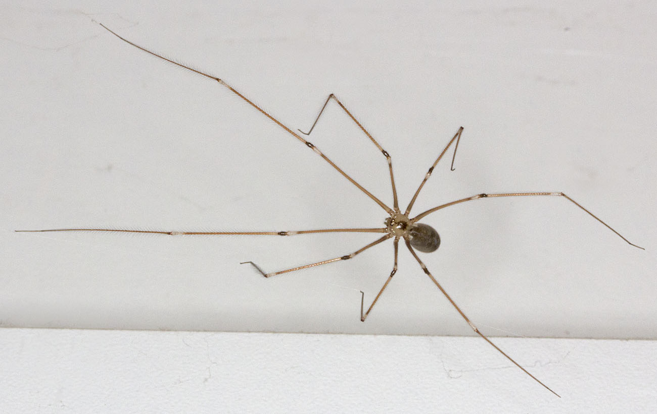Pholcus phalangioides | Naturally