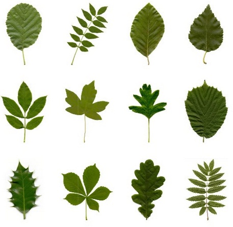 Anim Agro Technology: BENTUK DAUN (PART 5)