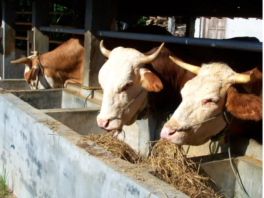Penggemukan Dan Pemeliharaan Sapi Dengan Intensif Dan Waktu Yang Telah ...