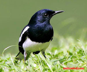 Birds Picture: Oriental Magpie Robin (Doel)