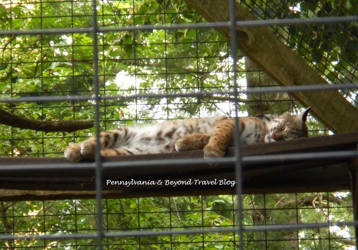Pennsylvania & Beyond Travel Blog: ZooAmerica - North American Wildlife ...