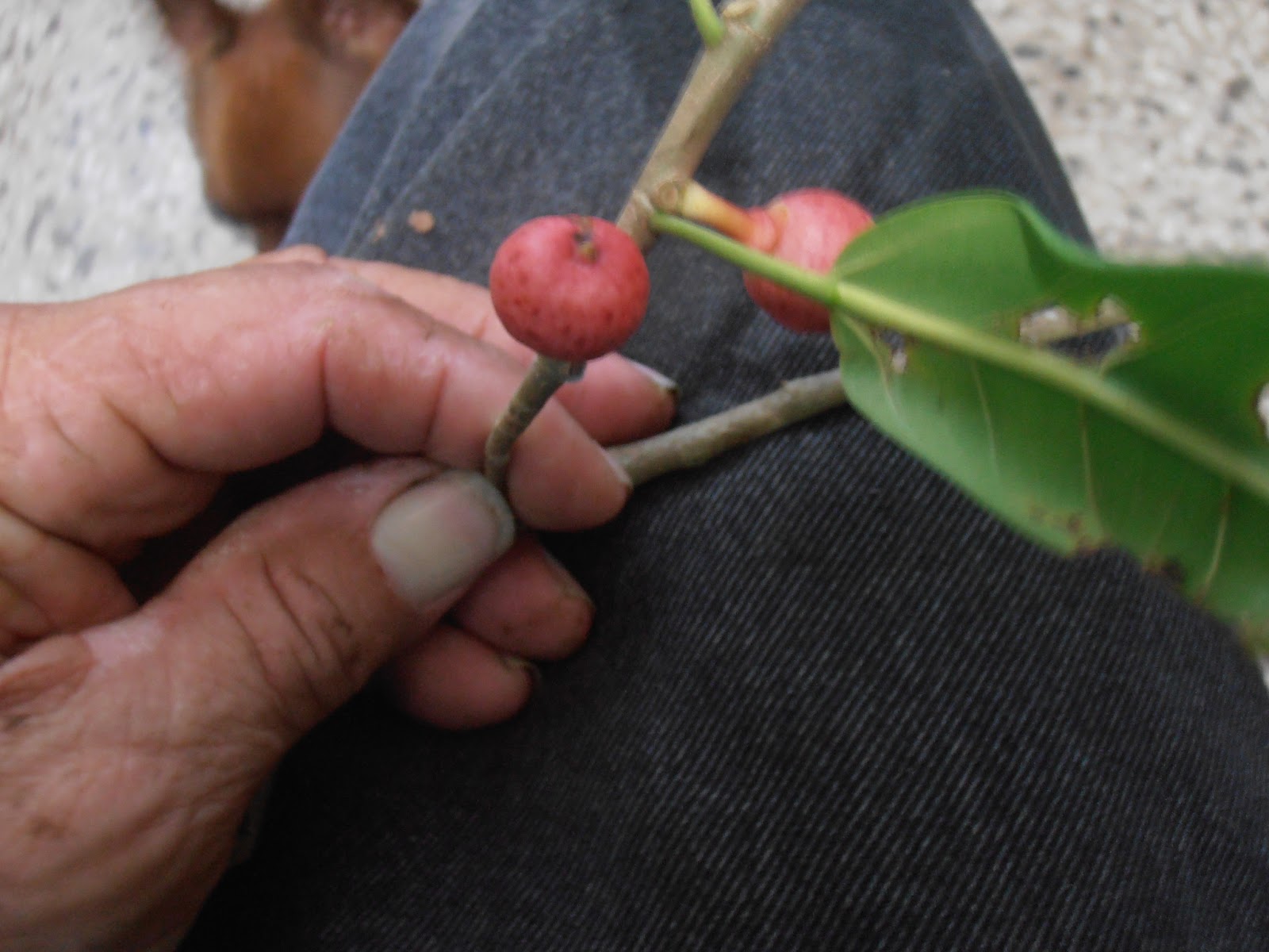 Flora de Puerto Rico Ilustrada Papo Vives: MORACEAE FICUS STHALII ...