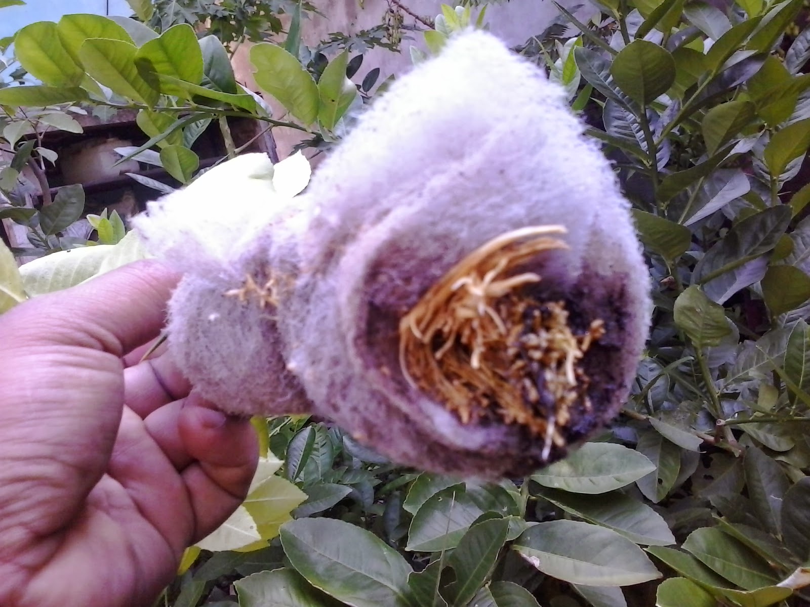 CHUMAIDI, SP: Macam Teknik Cangkok Tanaman