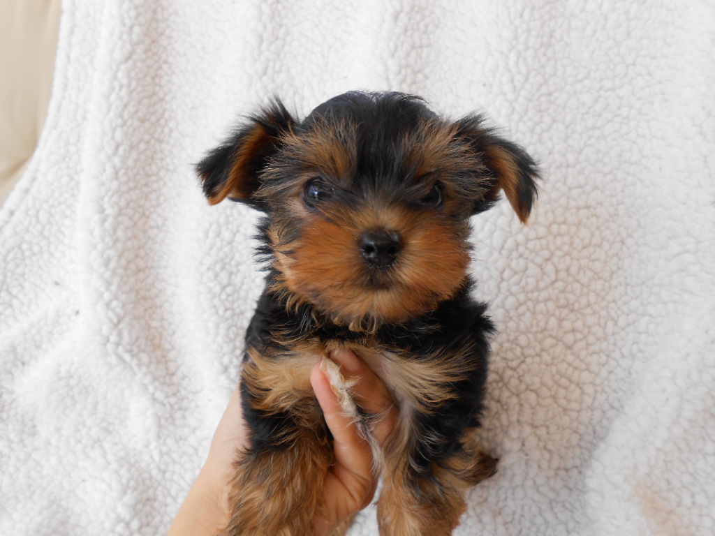 The Heavenly Yorkies: TeaCup Litter 8 weeks