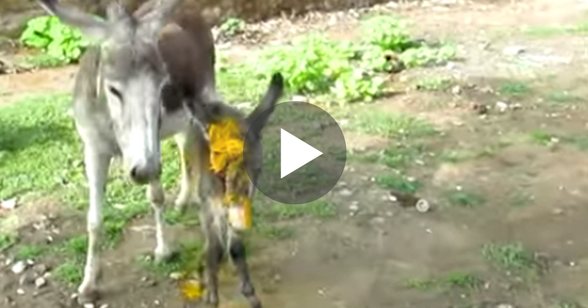 Donkey crying out for people to help her Injured Baby… Now watch when ...