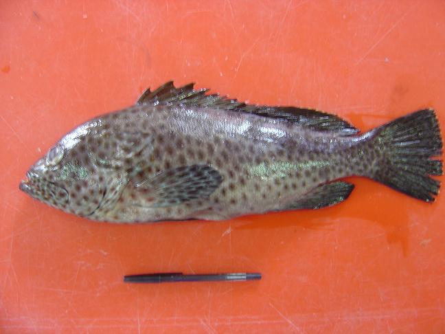 Ikan Kurapu - Grouper fish - Fish Information (INDONESIA)