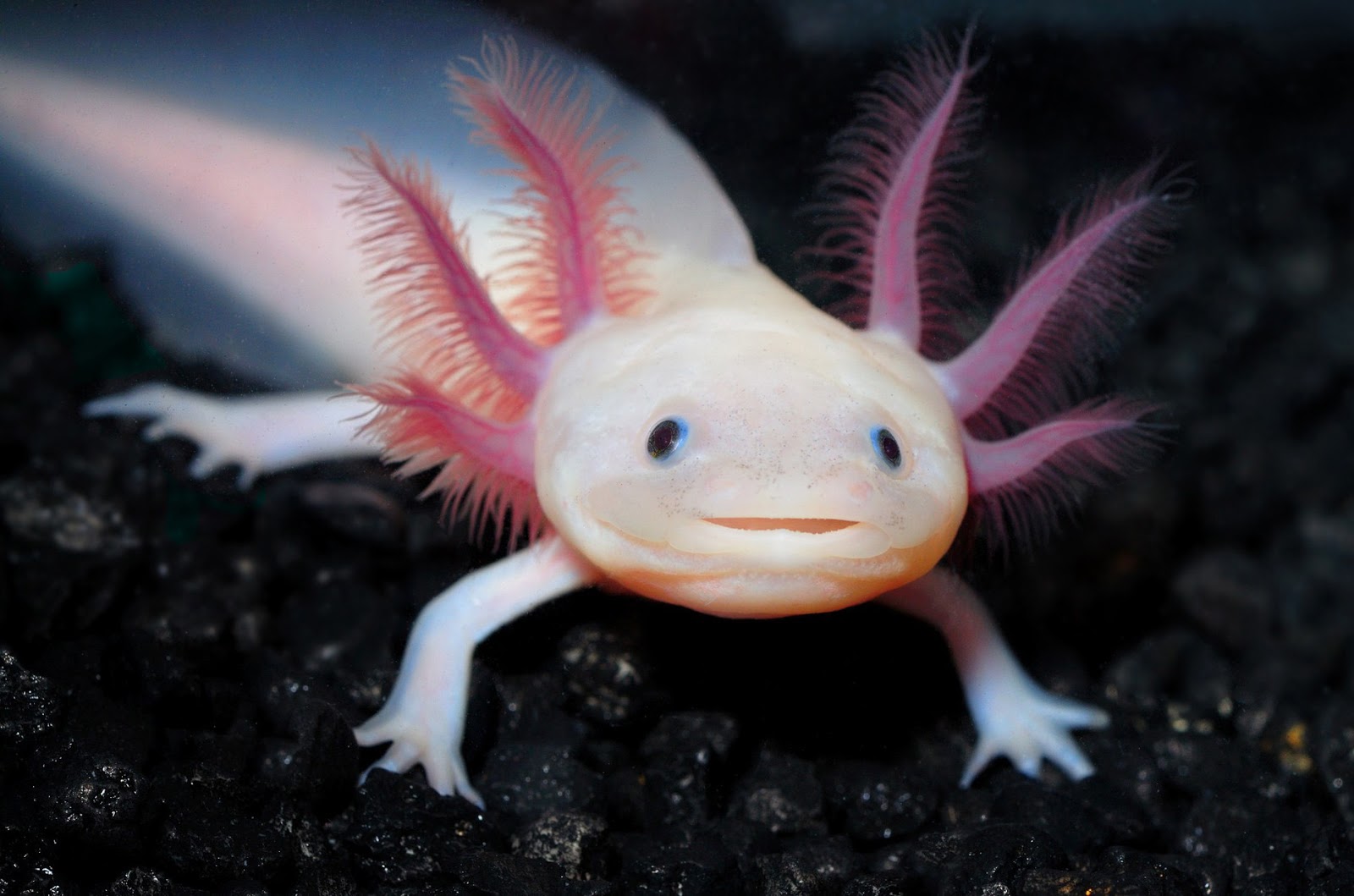 Ordem Da Zoeira: Axolotl
