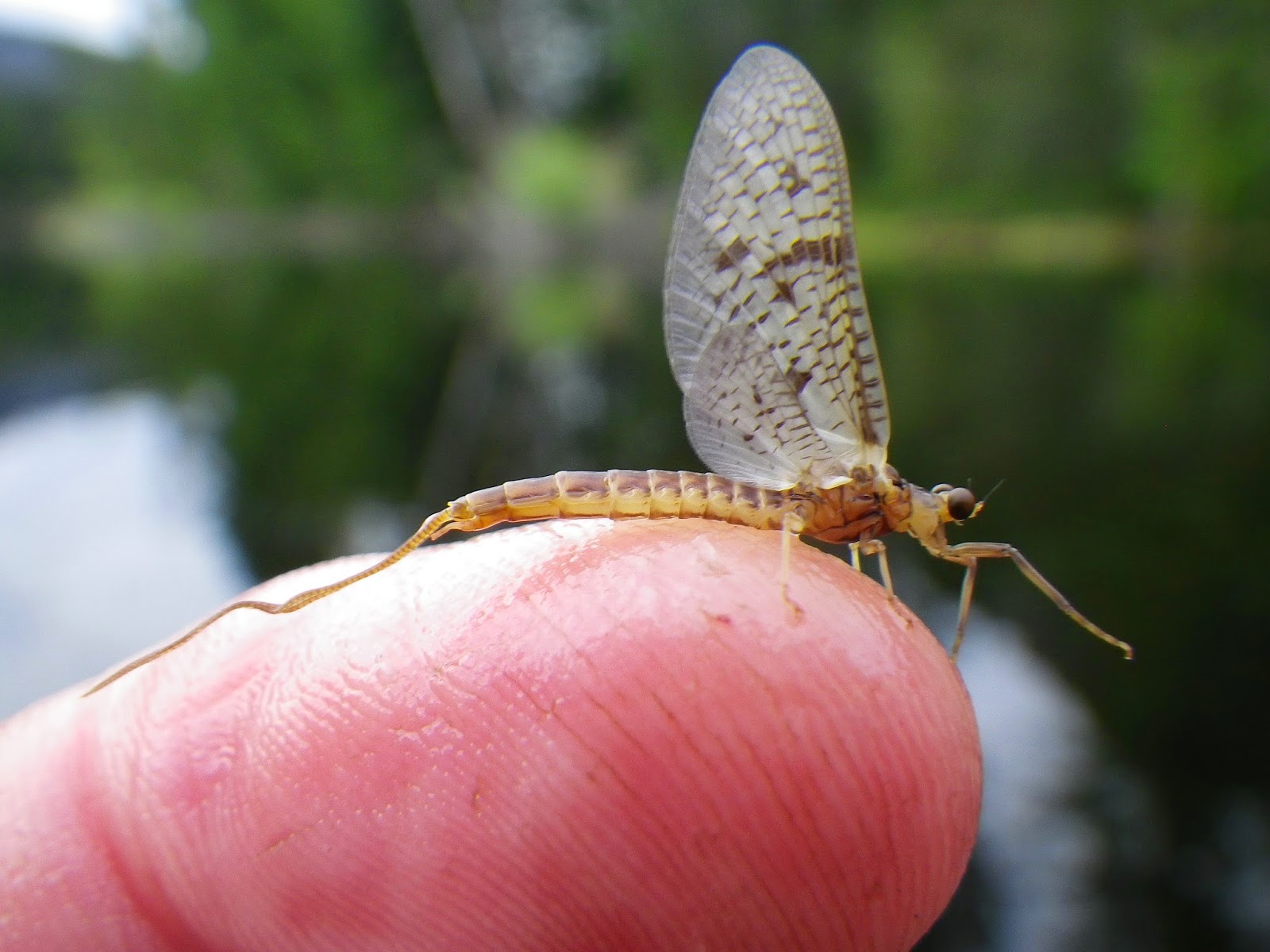 Home Waters: A Fly Fishing Life: Fly Tying: Brown Drake