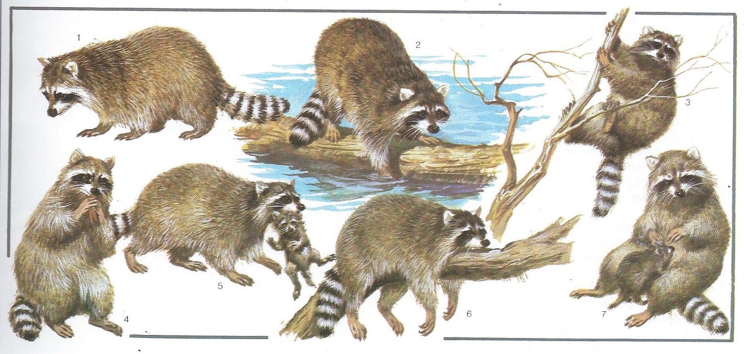 Domain of the C-Rex: The Prosperous Procyonids, Part Uno