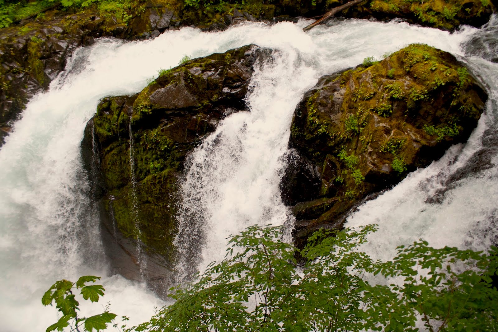 BOHEMIAN adventures: Showing my son the Olympic peninsula