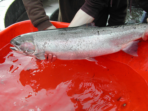 The Fish Ladder: Notes from Dworshak Fisheries Complex: What is a Kelt?