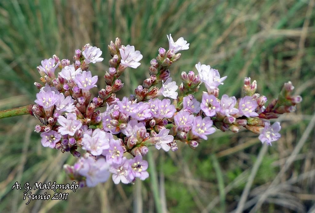 BIODIVERSIDAD COSTA GRANADINA Y...: Saladilla (Limonium sp.)