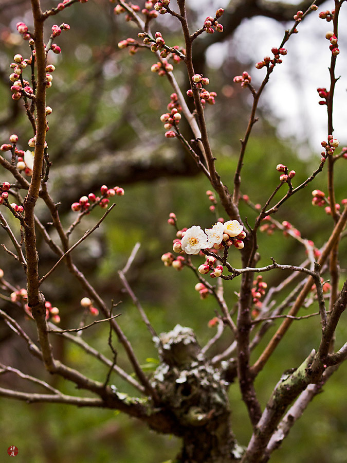 FROM THE GARDEN OF ZEN: Ume (Prunus mume) flowers in Tokei-ji