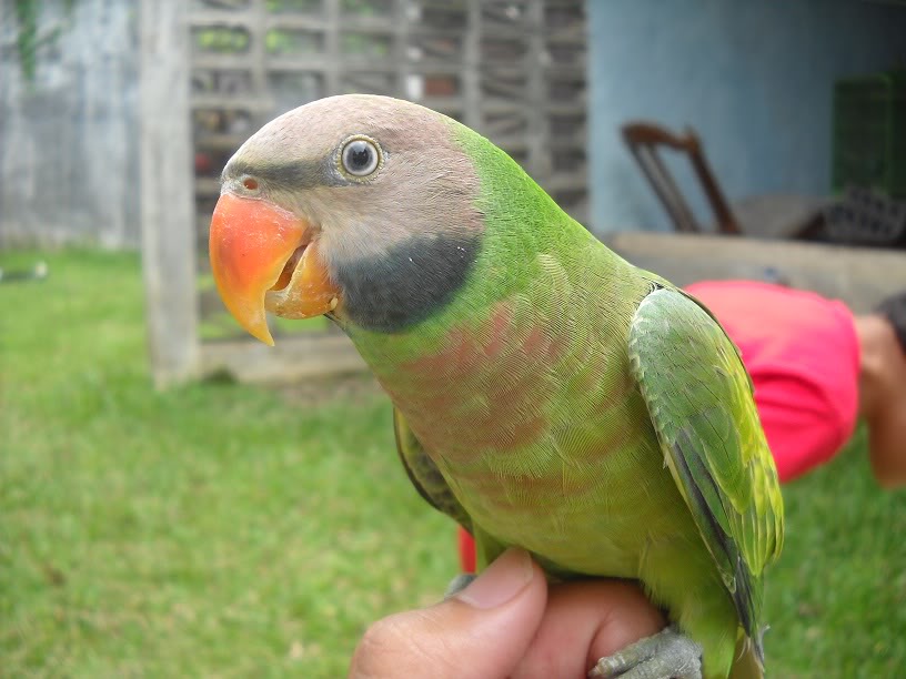 Cara Budidaya Burung Betet Terbaru dan Terlengkap | DUNIA,SATWA,PIAK