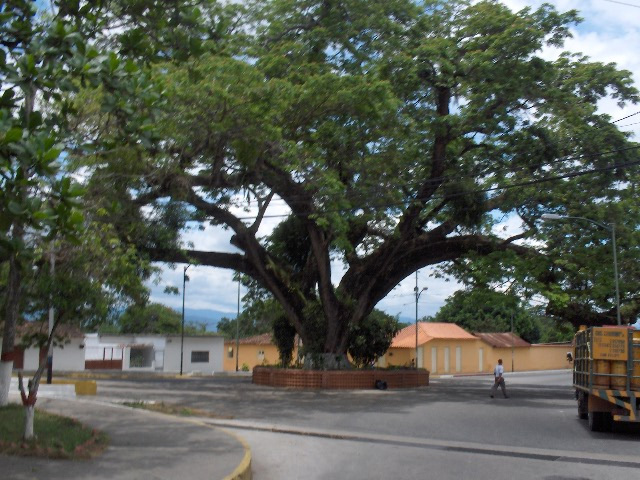 Liceo Carmelo Fernández: SAMAN DE GUAMA