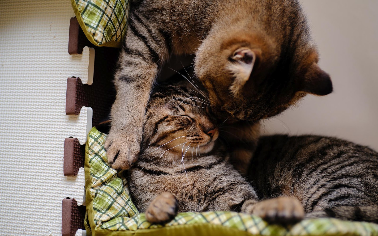 40 prachtige katten wallpapers en foto's