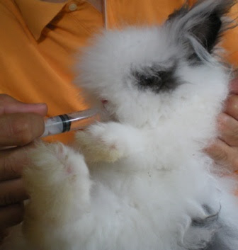 Saya Suka Arnab: DIY *ORAL REHYDRATION SOLUTION (ORS)