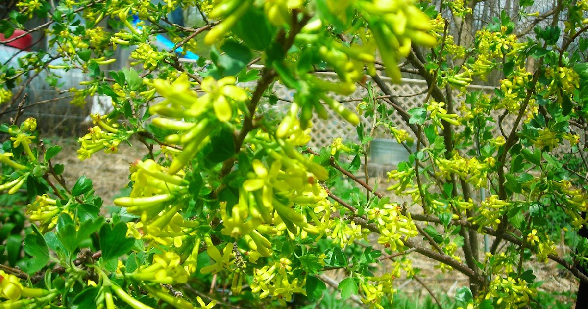 Gardening Granny's Gardening Pages: Clove currant