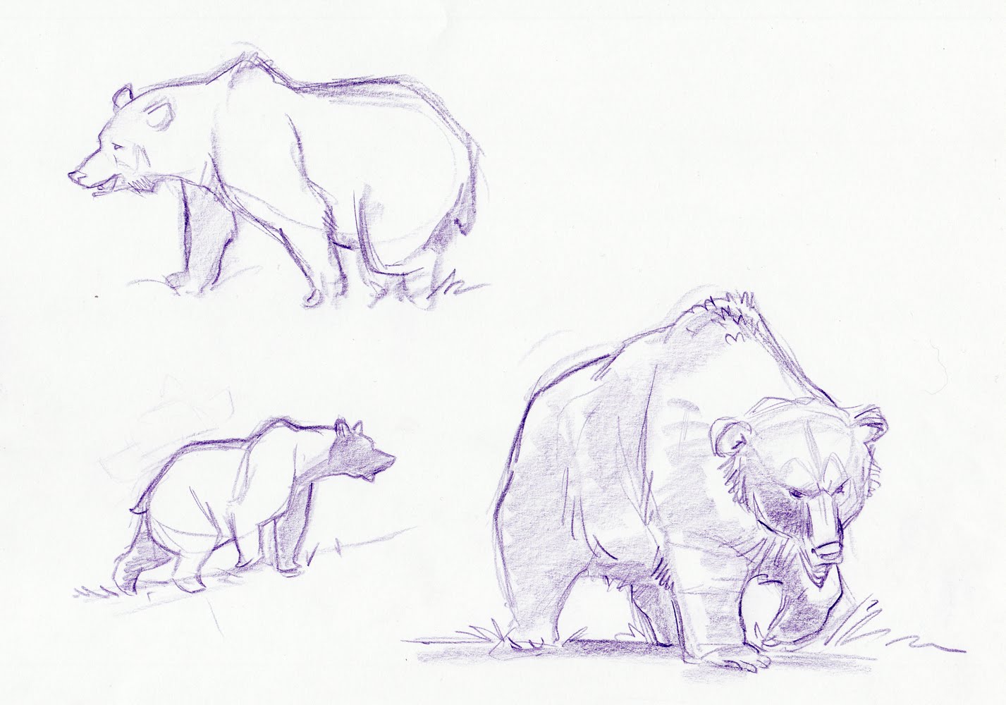 Jampix: Bear sketches