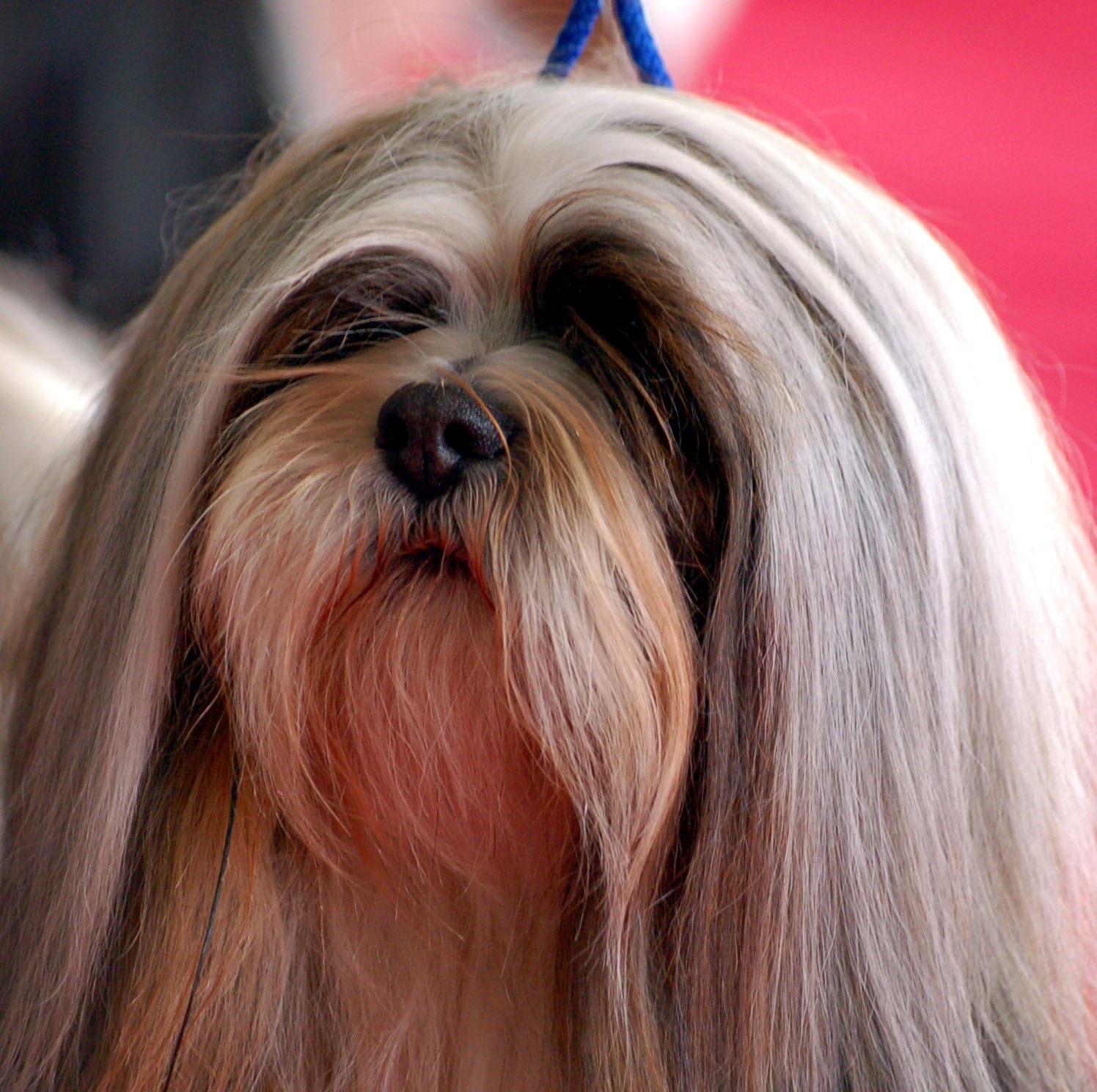 Λάσα Άπσο (Lhasa Apso) | Ένας σκύλος για σένα