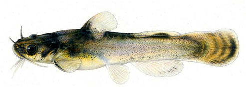 TNACI Field Notes: Critical Habitat Designated for Five Endangered ...