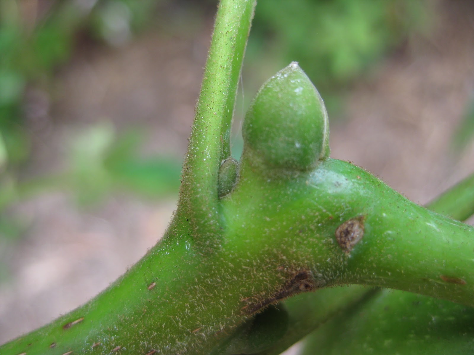 Trees of Santa Cruz County: Juglans regia - English Walnut