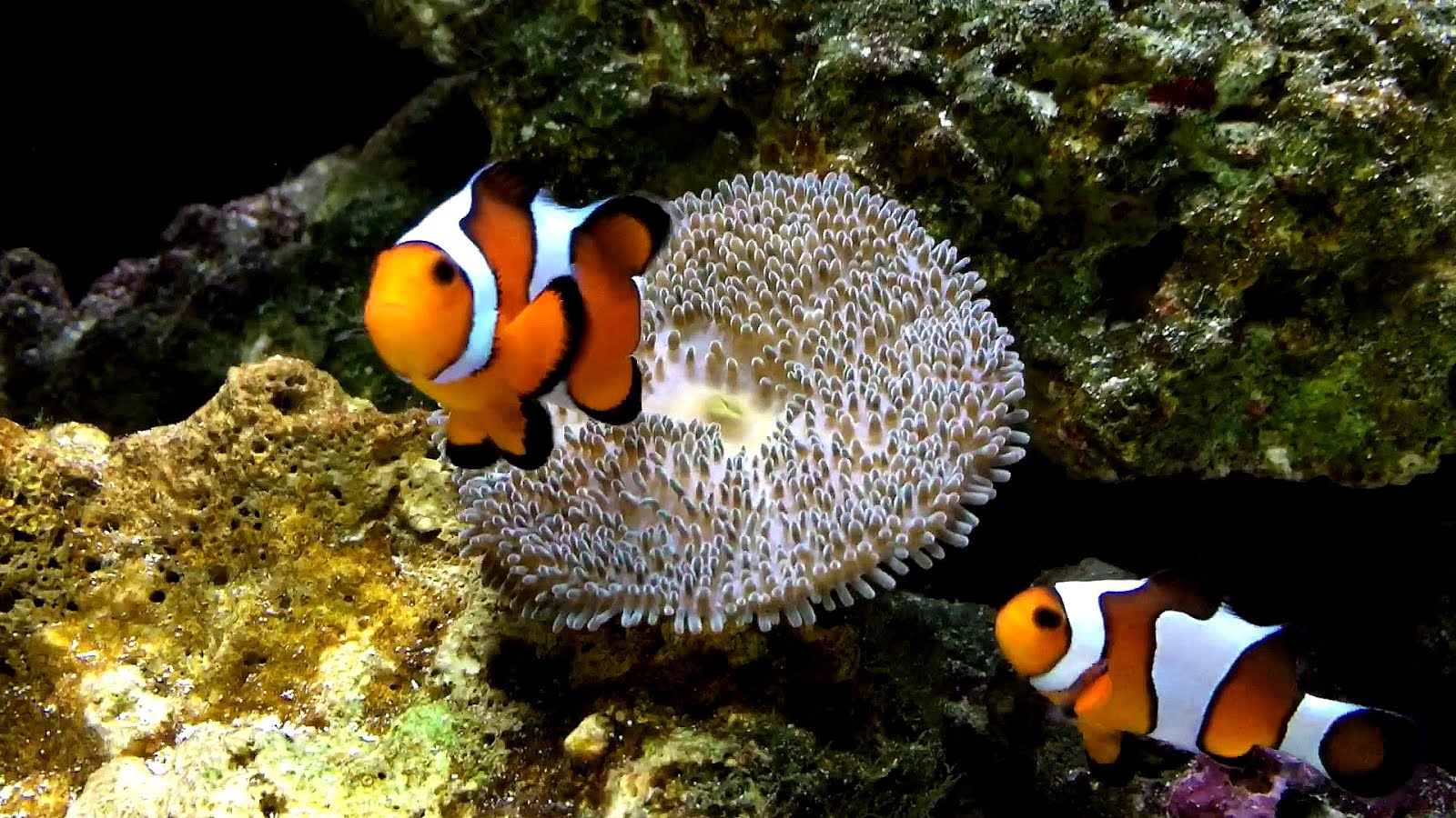 Carpet shark - Carpet Fish - Fish Choices