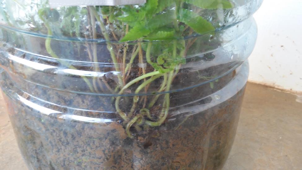 IB Biology Mesocosm Project: 2015